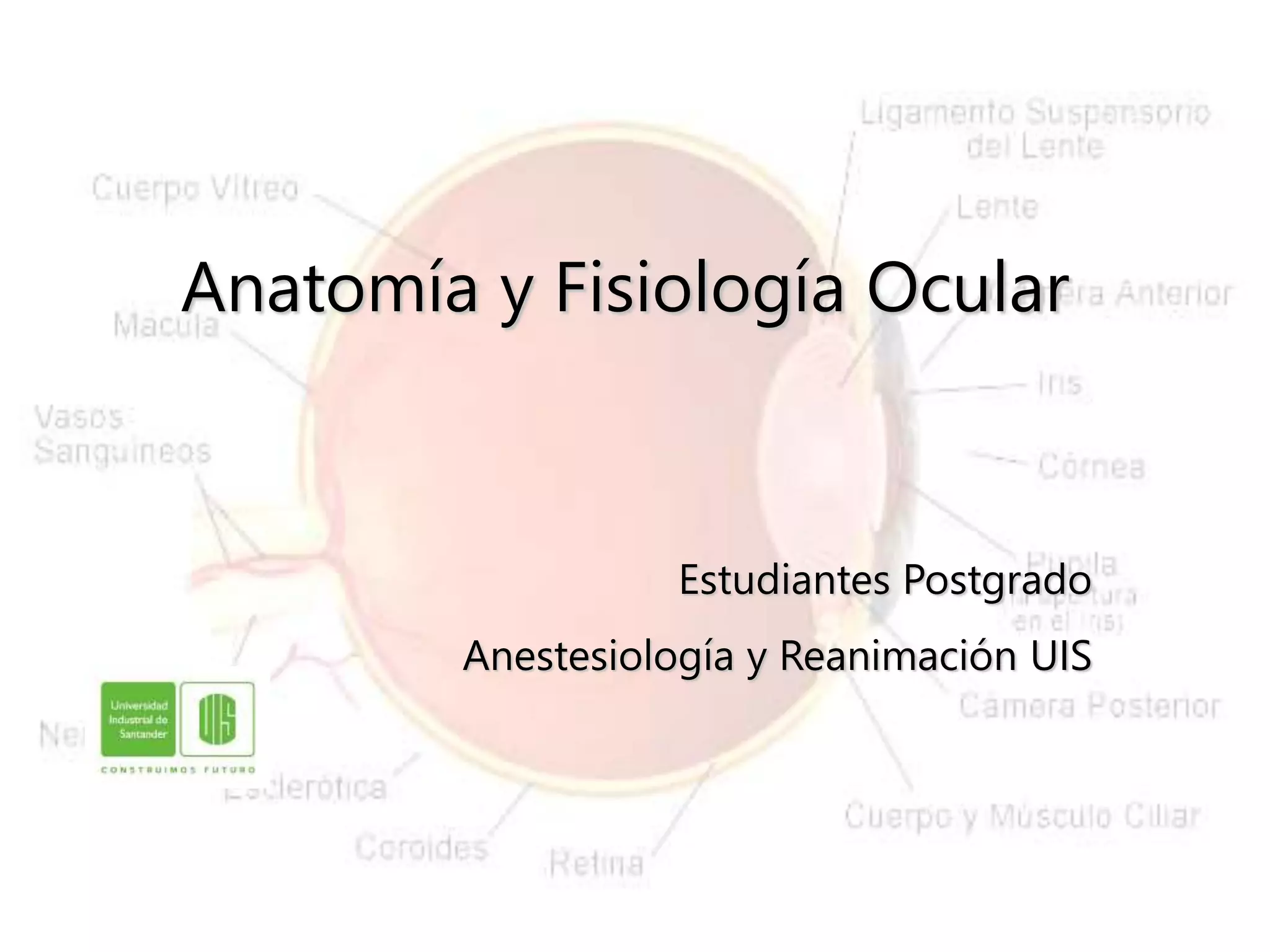 Anatomía y fisiología ocular básica | PPT