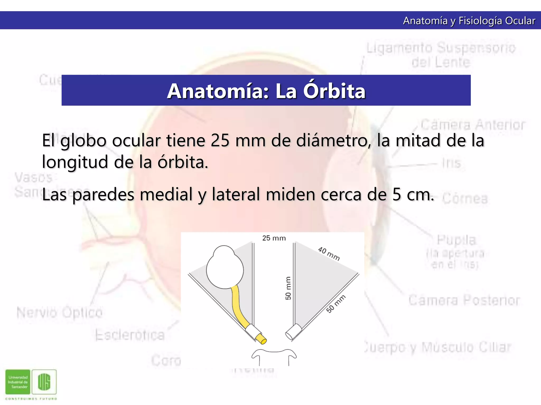 Anatomía y fisiología ocular básica | PPT