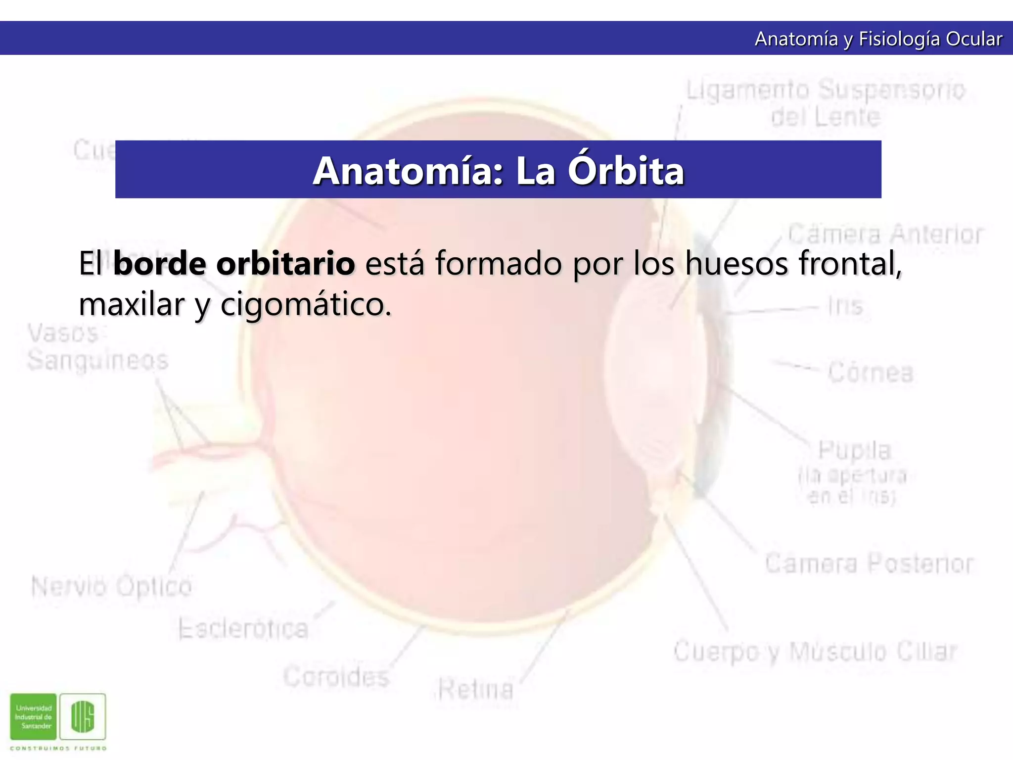 Anatomía y fisiología ocular básica | PPT