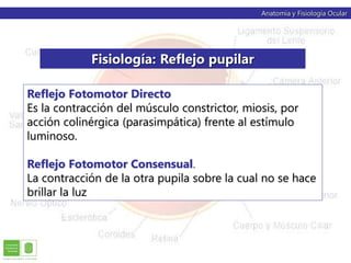 Anatomía y fisiología ocular básica | PPT