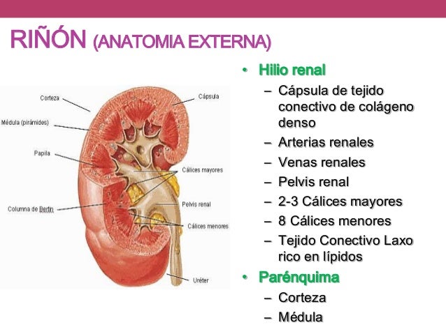 Anatomía y fisiología renal