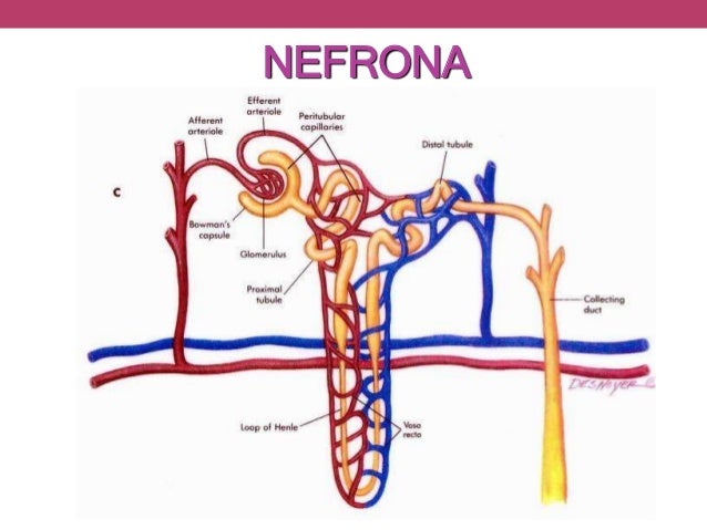 Anatoma Del Sistema Urinario Y Estructura De La Nefrona