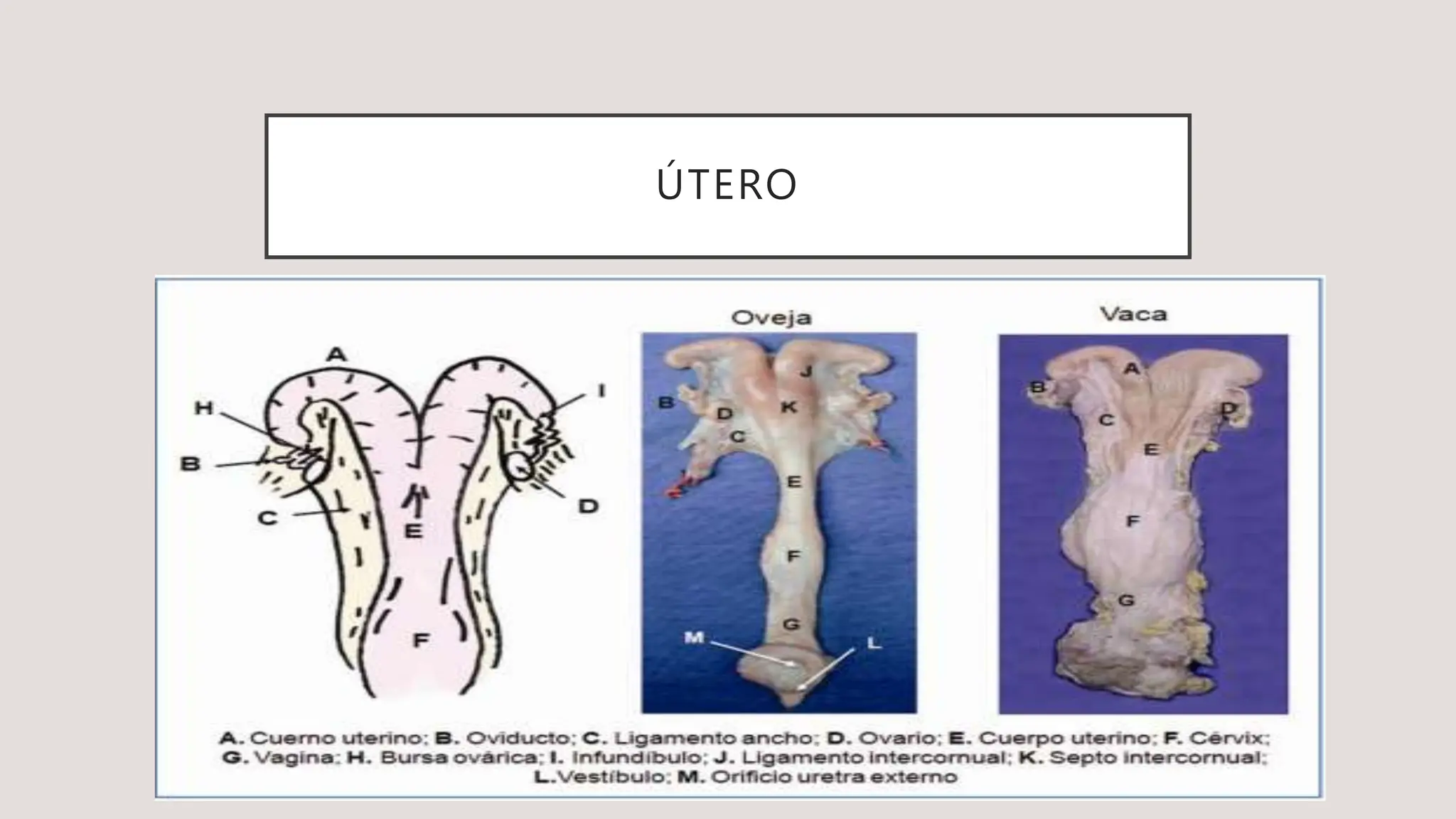Anatomía y fisiología reproductiva de la vaca.pptx