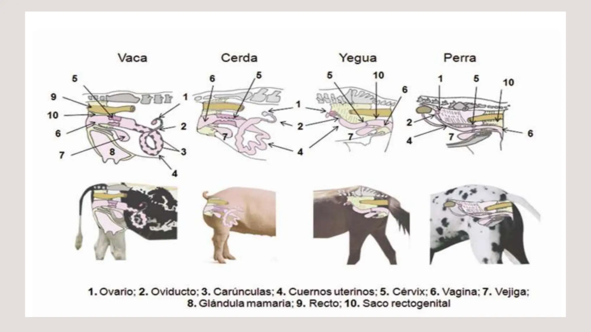 Anatomía y fisiología reproductiva de la vaca.pptx