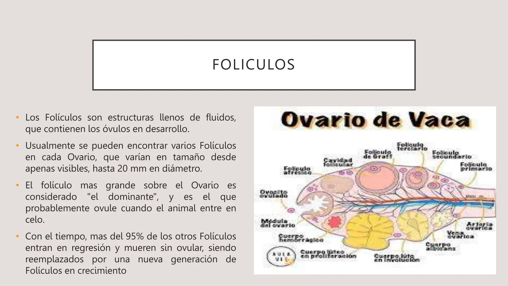 Anatomía y fisiología reproductiva de la vaca.pptx