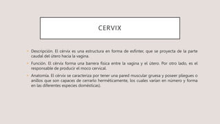 Anatomía y fisiología reproductiva de la vaca.pptx