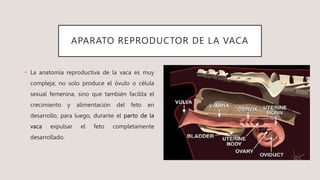 Anatomía y fisiología reproductiva de la vaca.pptx