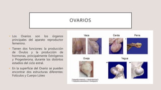 Anatomía y fisiología reproductiva de la vaca.pptx