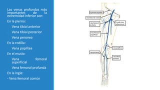 Anatomía y fisiología venosa de los miembros inferiores.pdf