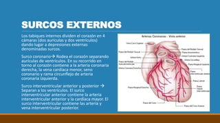 Anatomía y fisiologia cardiaca | PPTX