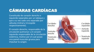 Anatomía y fisiologia cardiaca | PPTX