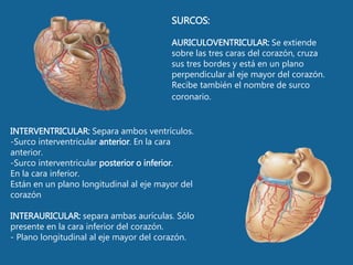 Anatomía y fisiologia cardiaca | PPTX