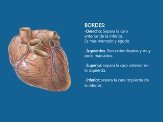 Anatomía y fisiologia cardiaca | PPT