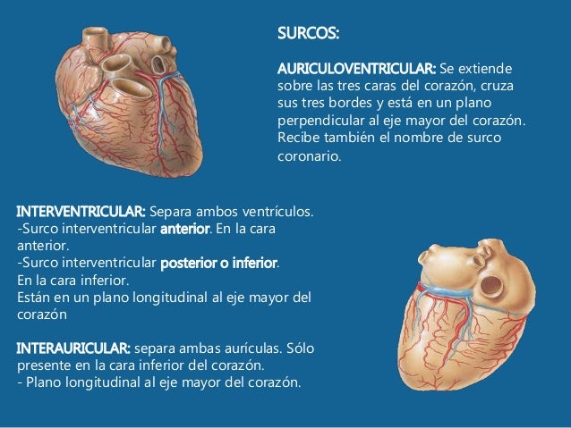 Anatomía y fisiologia cardiaca