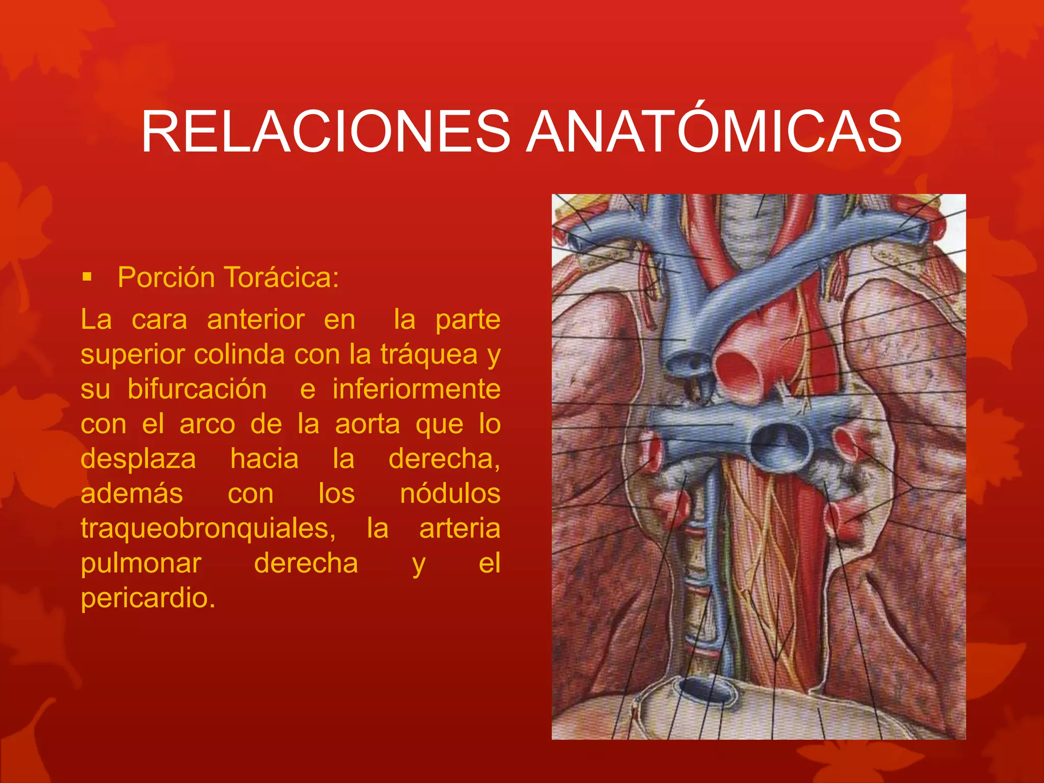 Anatomía y fisiologia del esofago | PPTX
