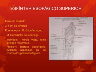 Anatomía y fisiologia del esofago | PPTX