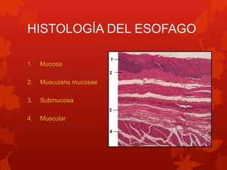 Anatomía y fisiologia del esofago | PPTX