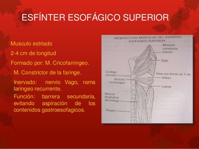 Anatomía y fisiologia del esofago