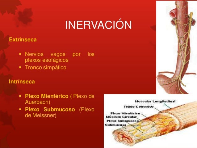 Anatomía y fisiologia del esofago