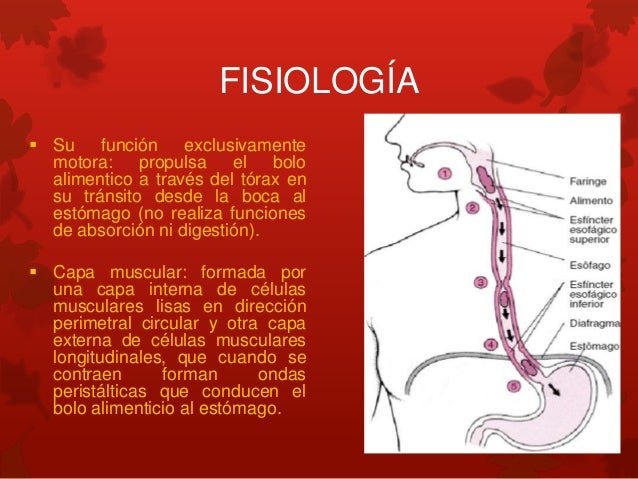 Anatomía y fisiologia del esofago