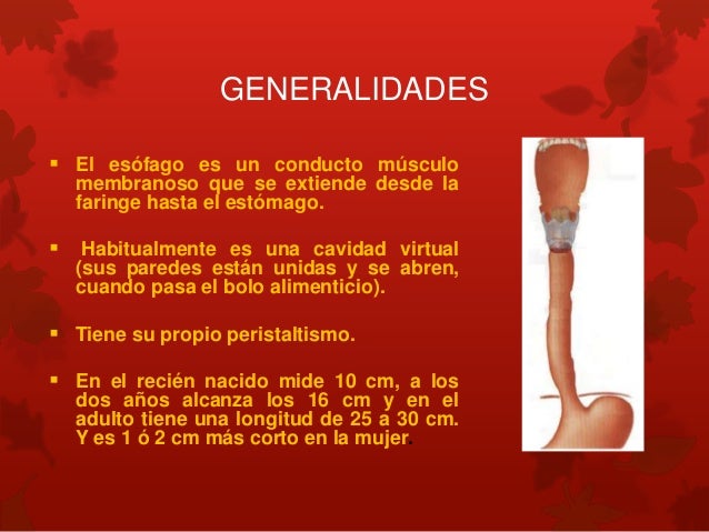 Anatomía y fisiologia del esofago