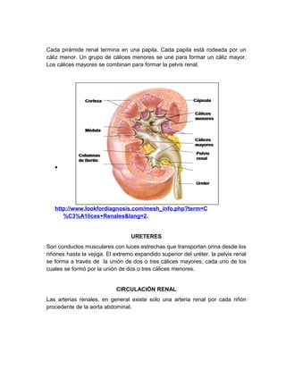Anatomía y fisiologia del riño | DOC