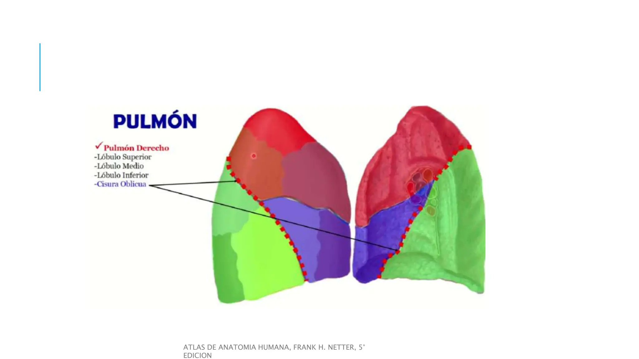Anatomía y fisiologia pulmonar (1).pptx