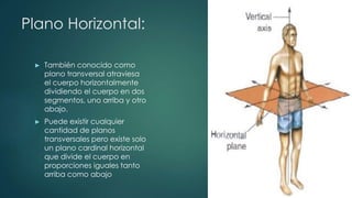 Anatomía y planos.pptx