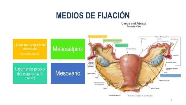 Anatomía y síntesis de ovario