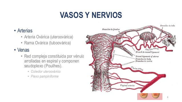 Anatomía y síntesis de ovario