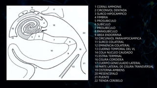 Anatomía y topografía SNC demencia e hipocampo dr Polo.pptx
