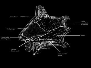 Senos Paranasales: Anatomía y Variantes Anatómicas | PPTX