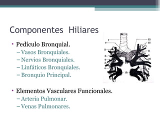 Anatomc3ada hiliar-pulmonar | PPT