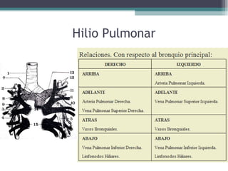 Anatomc3ada hiliar-pulmonar