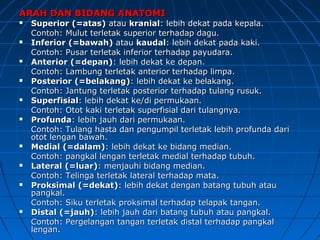 anatomi STIKES ANDINI PERSADA MAMUJU | PPT