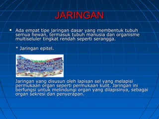 anatomi STIKES ANDINI PERSADA MAMUJU | PPT