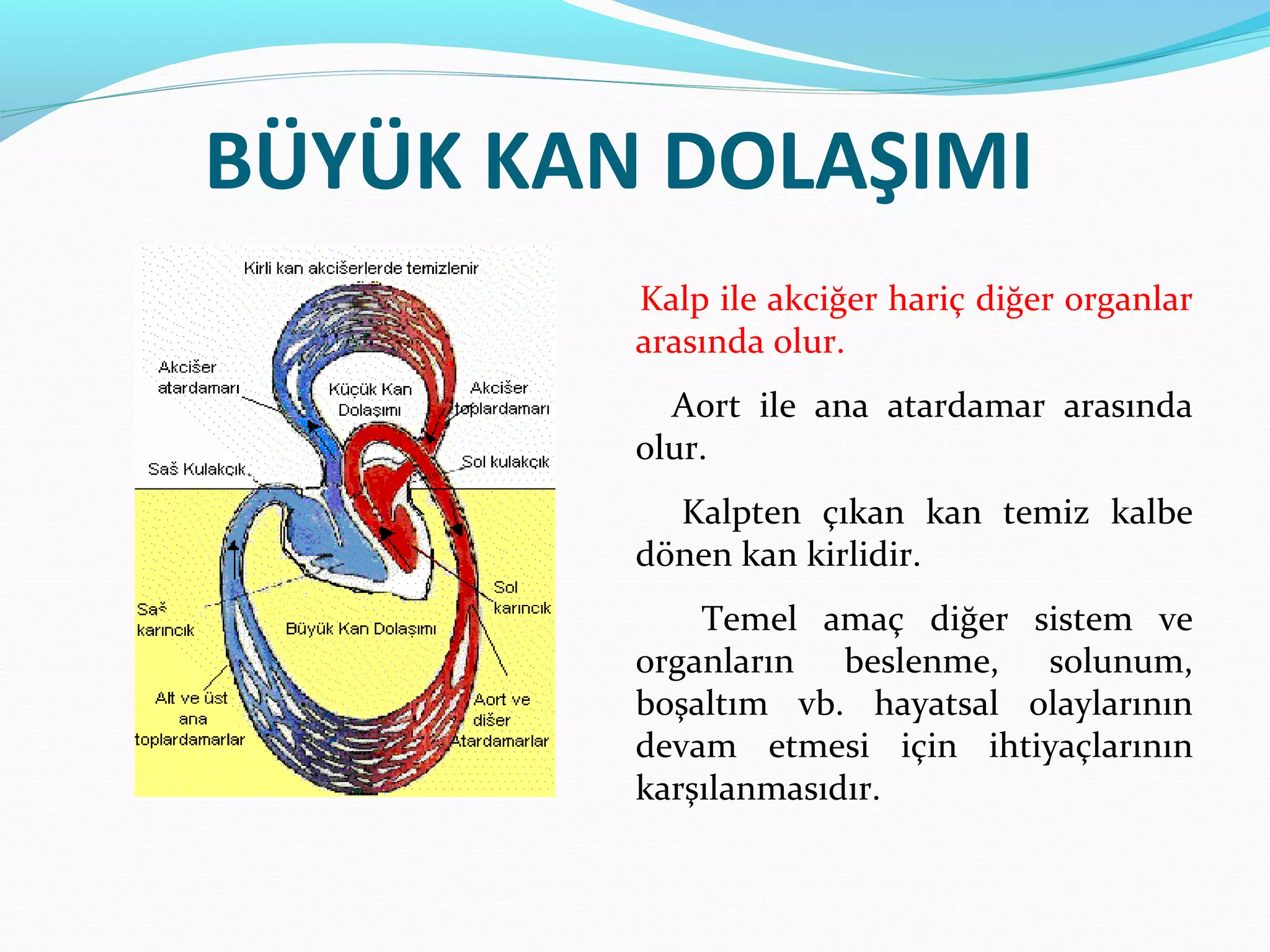 Anatomi ders notları | PPT