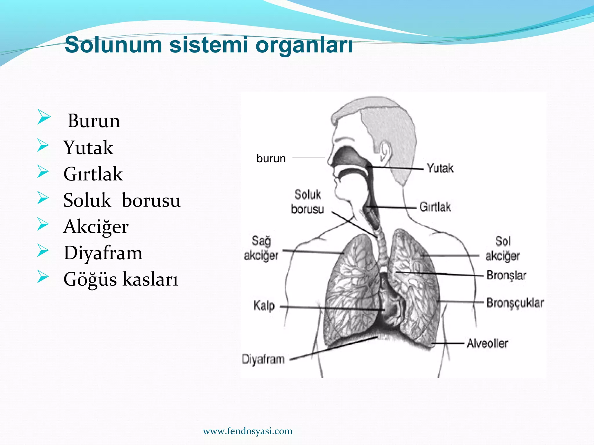 Anatomi ders notları | PPT
