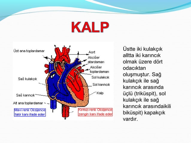 Anatomi ders notları | PPT