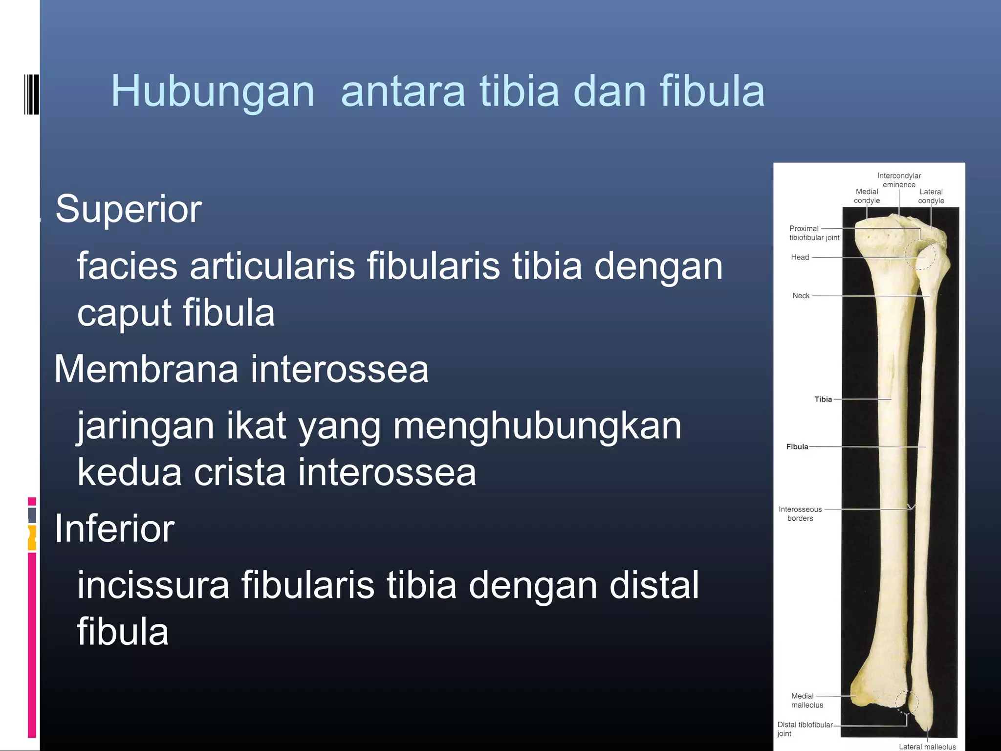 Anatomi | PPT