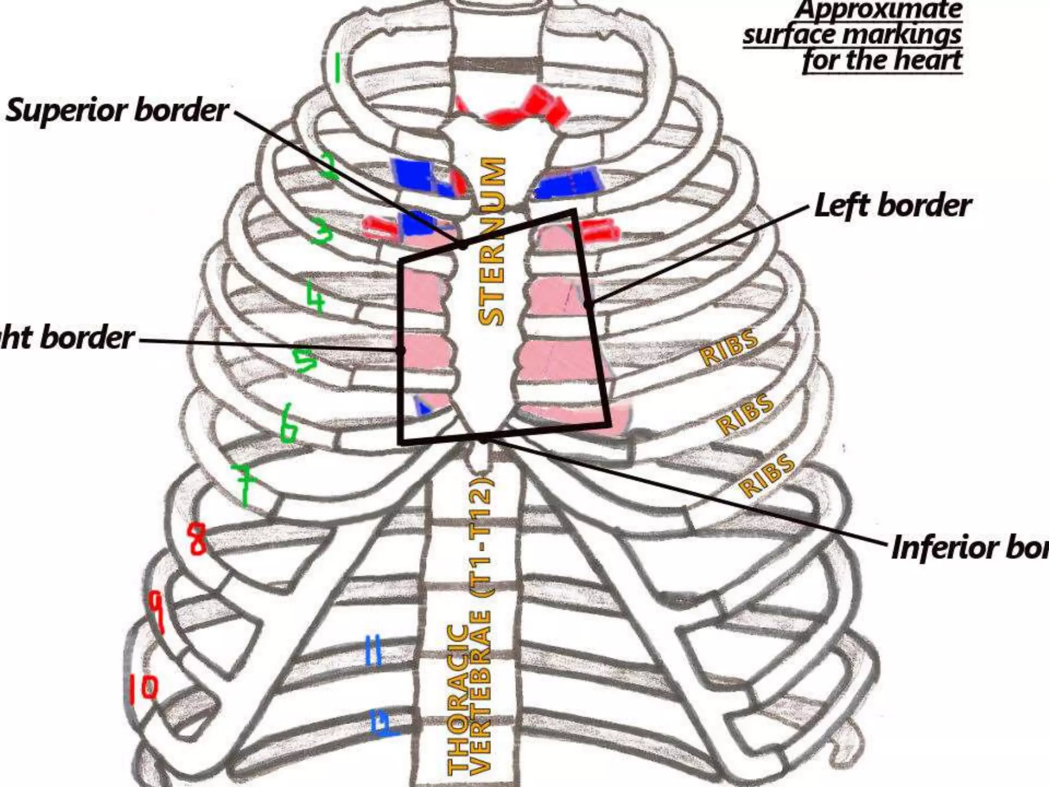 anatomy of the thorax | PPT