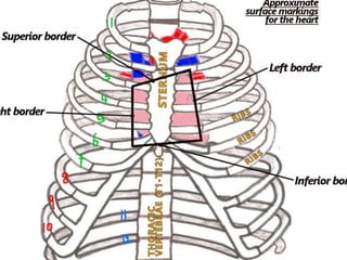 anatomy of the thorax | PPT | Free Download
