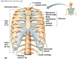 anatomy of the thorax | PPT | Free Download