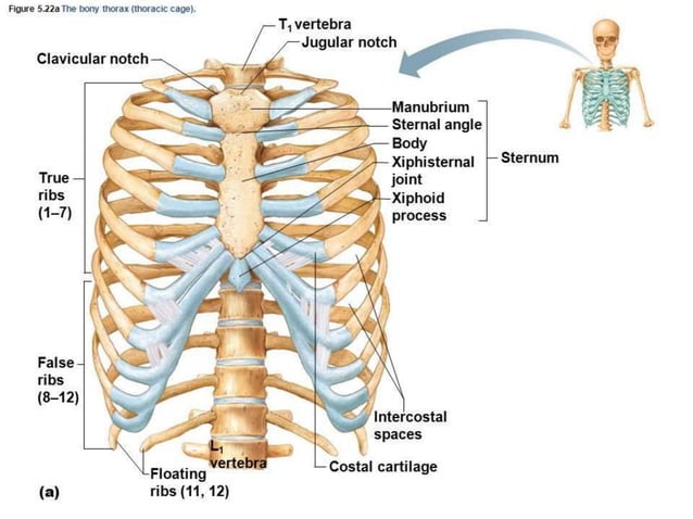 anatomy of the thorax | PPT