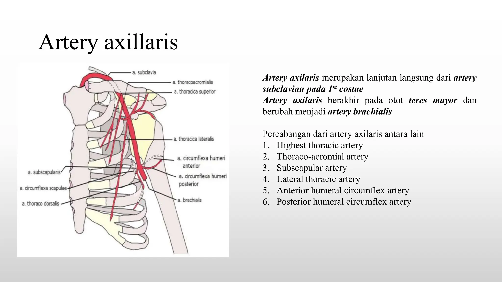 Anatomiof coronary artery and vein .pptx
