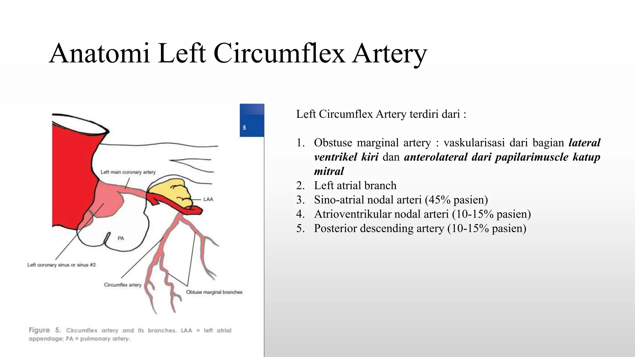 Anatomiof coronary artery and vein .pptx