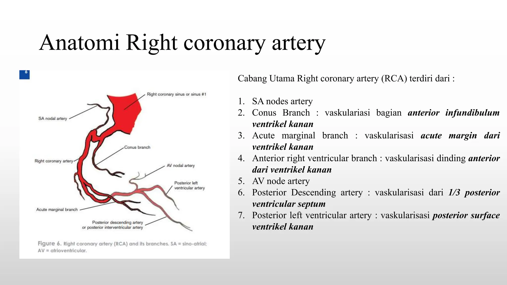 Anatomiof coronary artery and vein .pptx