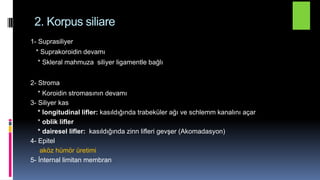 anatomi göz çalışma islem operasyonu.pdf