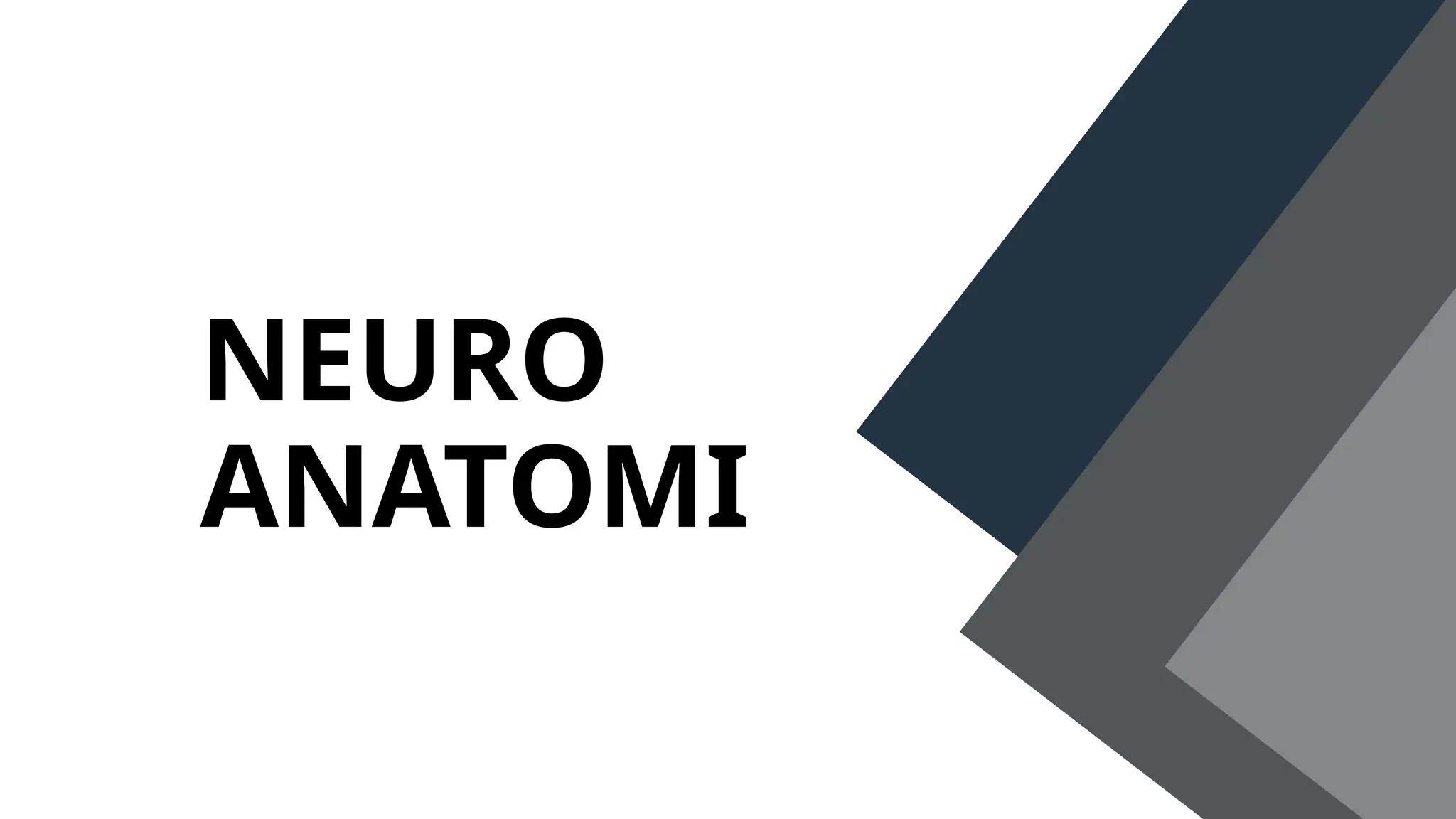 anatomi sistem saraf pusat dan perifer.pptx