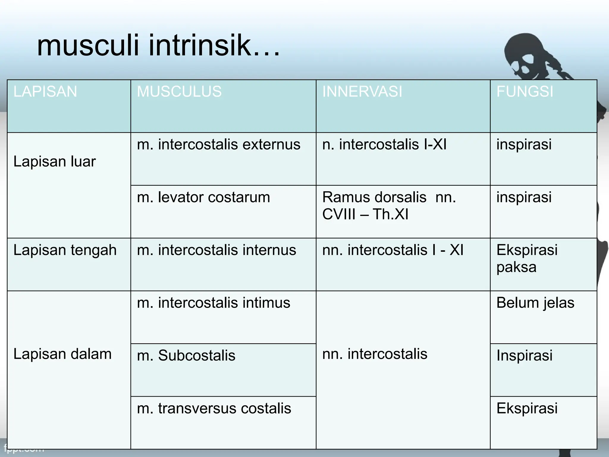Anatomi-cavum thorax for student doctor and nurse - Ida.pptx